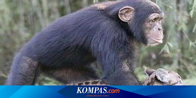 Mengapa Manusia dan Simpanse Berbeda?