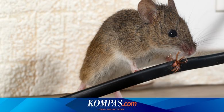 7 Bahan Alami yang Bisa Dijadikan Pestisida untuk Membasmi Tikus