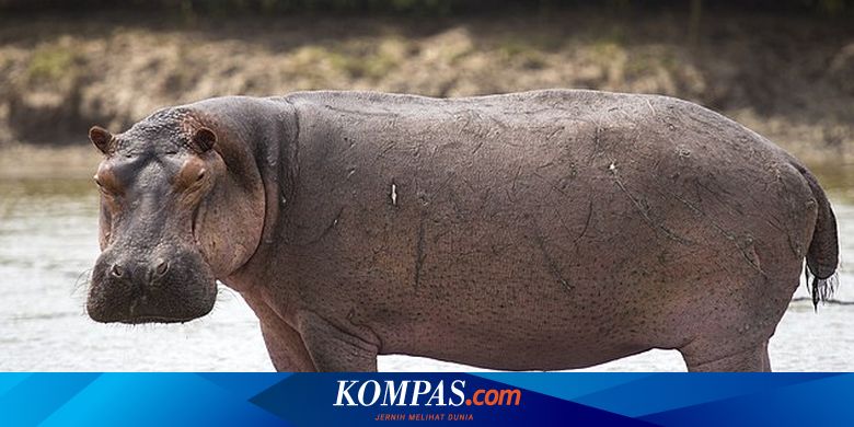 Kuda Nil Berasal dari Mana?