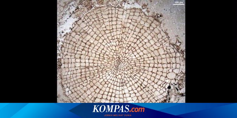 Fosil Kayu Tertua Berusia 400 Juta Tahun