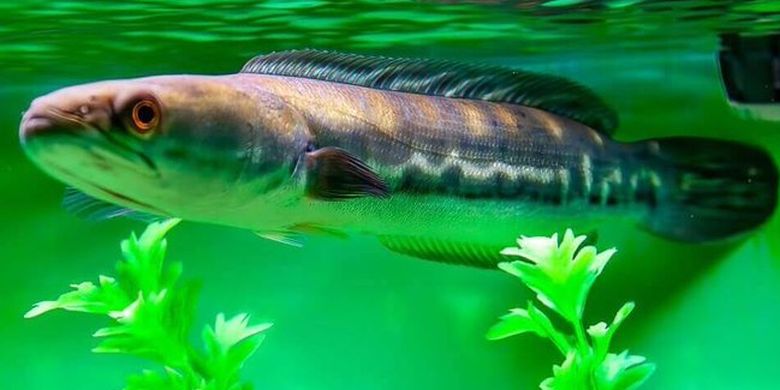 Ikan Toman