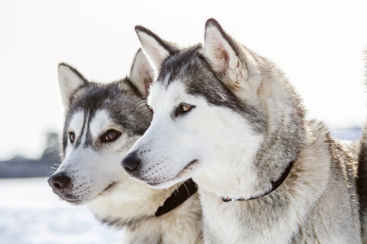 Jangan Salah, Ini Perbedaan Anjing Alaskan Malamute dan Siberian Husky