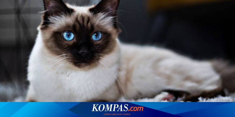 Dari Birman hingga Persia, Berikut 7 Ras Kucing Bermata Biru