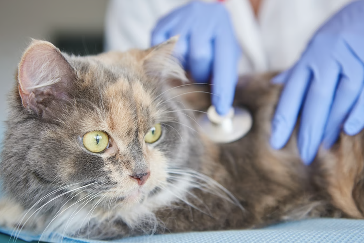 5 Tips Sederhana Menurunkan Berat Badan Kucing