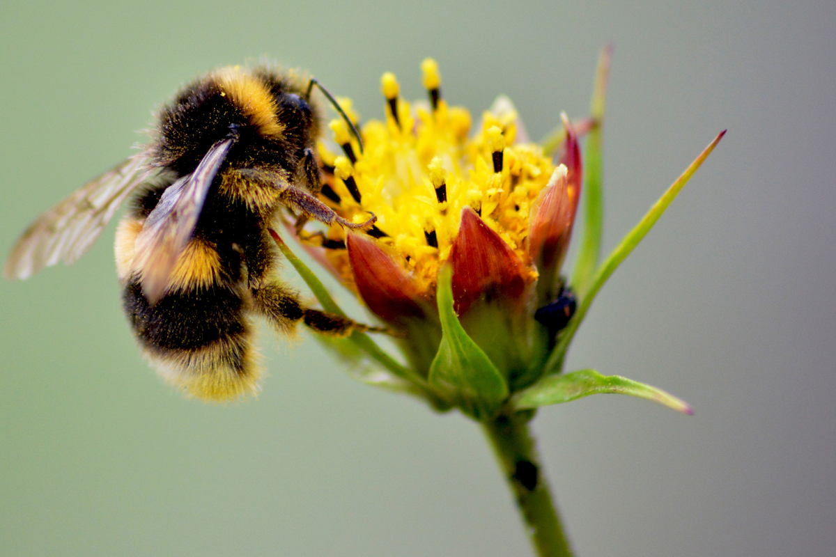 4 Penyerbukan berdasarkan Perantaranya