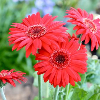 5 Tanaman yang Mirip Bunga Daisy, Enggak Kalah Cantik