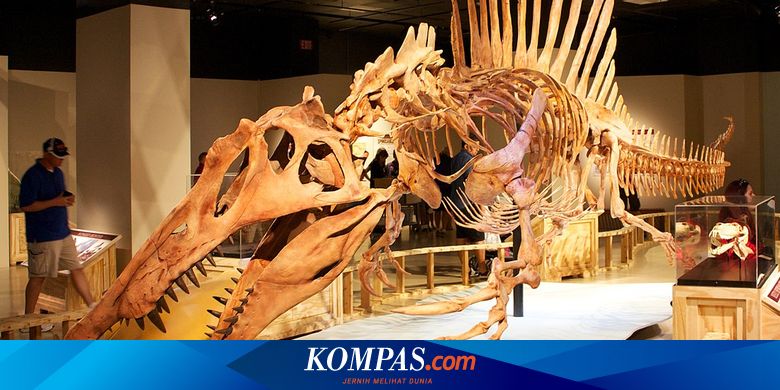 Bagaimana Terbentuknya Fosil Hewan dan Tumbuhan?