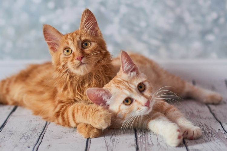 6 Fakta Menarik Kucing American Bobtail, Berekor Pendek yang Penyayang