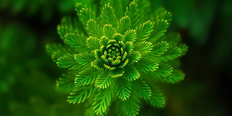 Organisme Autotrof: Pengertian, Fungsi, dan Ciri-cirinya