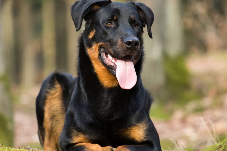 Jangan Keliru, Ini Perbedaan Anjing Beauceron dan Doberman