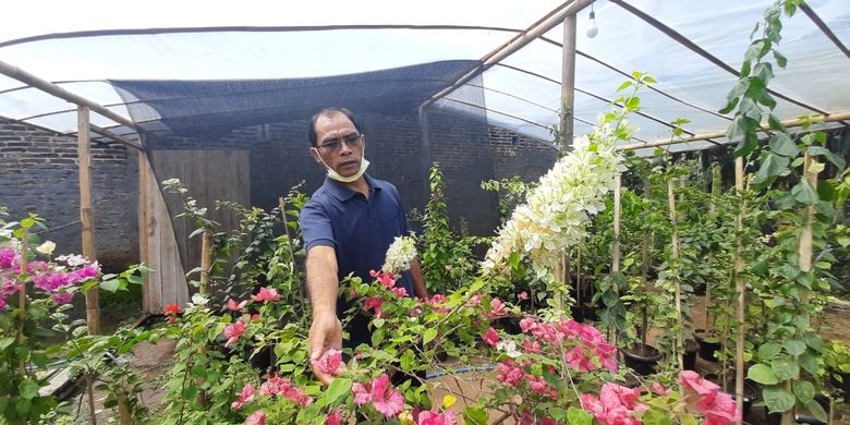 Berita Harian Bunga Bougenville Terbaru Hari Ini Kompas