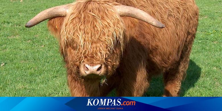 5 Hewan yang Punya Bulu Paling Lebat di Dunia