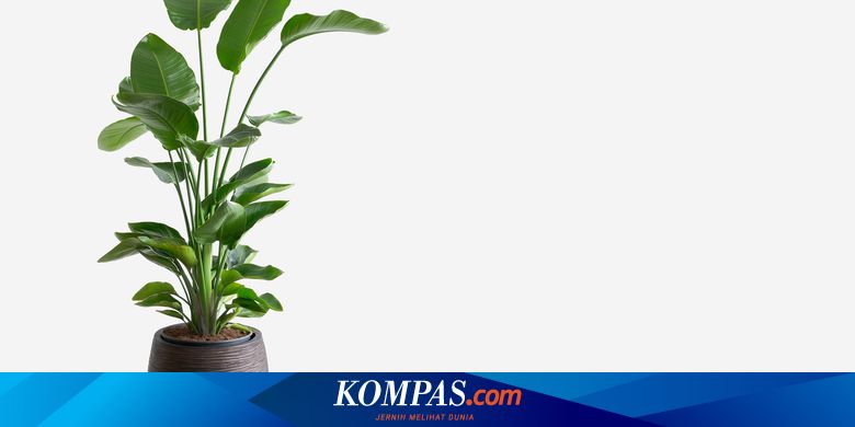 5 Tanaman Hias yang Bisa Tumbuh Tinggi di Ruangan