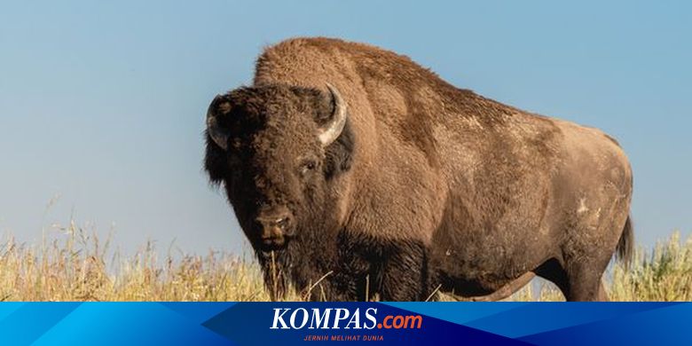 Bison Eropa yang Punah pada Abad Pertengahan, Kini Kembali Terlahir di ...