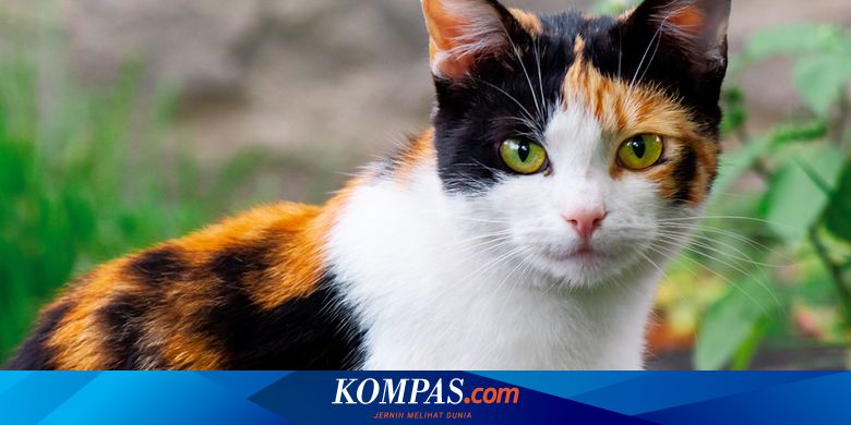 Hari Kucing Sedunia 8 Agustus: Sejarah, Twibbon, dan Perayaan Google