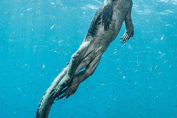 5 Fakta Iguana Laut, Satu-satunya Kadal di Dunia yang Hidup di Laut