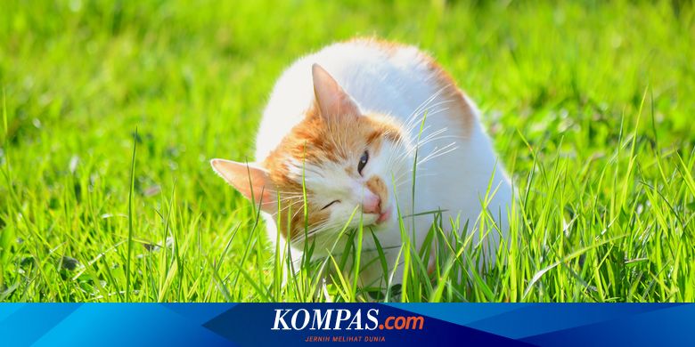 Bagaimana Cara Kucing Berkembang Biak? Simak Penjelasannya!