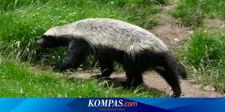 4 Hewan Paling Berani di Dunia