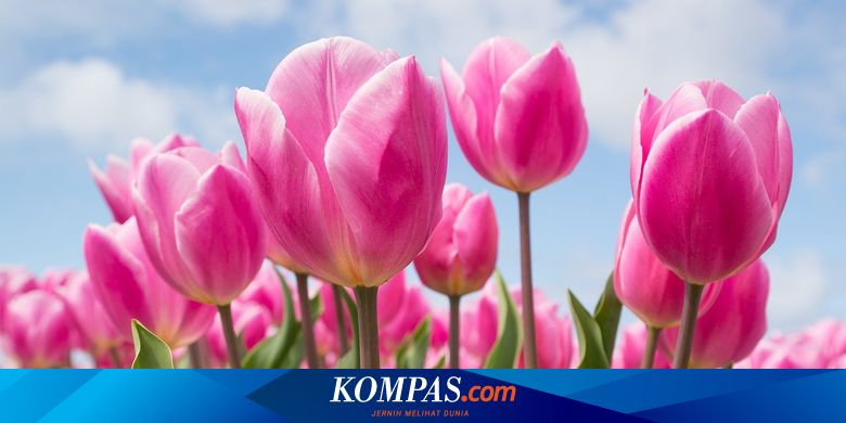 Inilah 10 Bunga Tercantik di Dunia