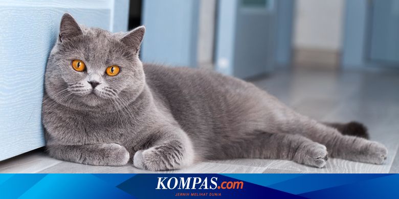 9 Jenis Kucing British Populer yang Cocok untuk Dipelihara