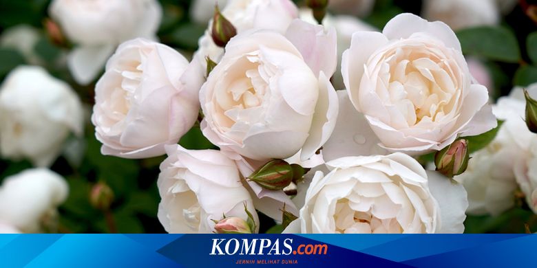 5 Fakta Menarik Bunga Mawar, Bisa Dimakan hingga Punya Beragam Makna
