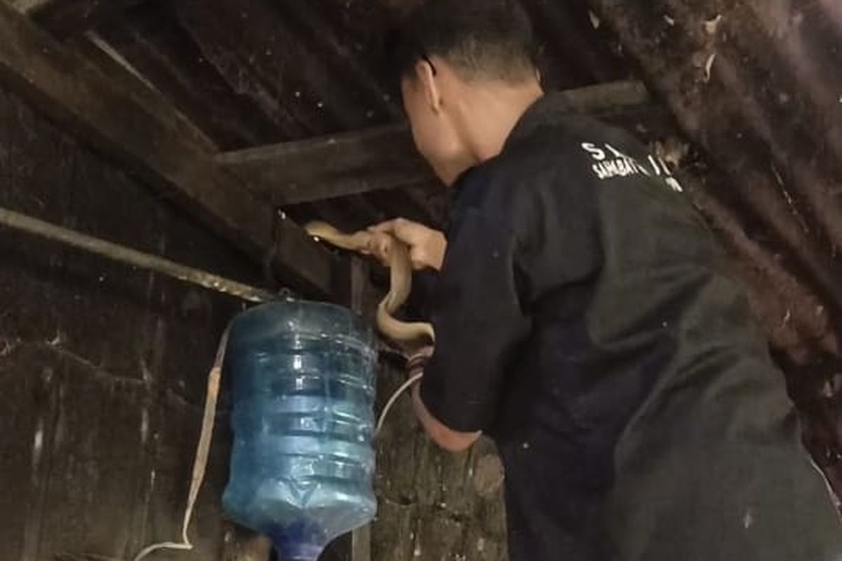 Selama 5 Hari pada Bulan Mei, Sahabat Reptile Jayapura Evakuasi Empat ...