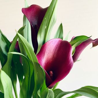 Makna Bunga Calla Lily Hitam yang Jadi Buket Pernikahan Luna Maya