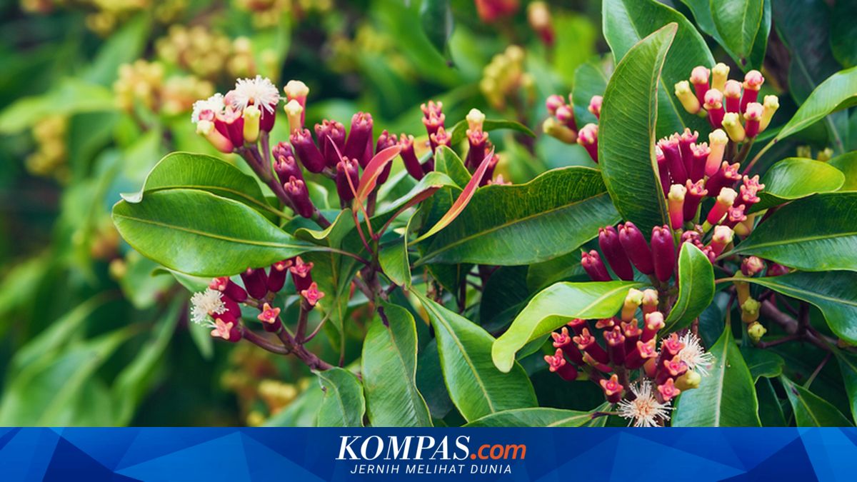 Cara Menanam Pohon Cengkeh di Pot, Bisa untuk Usir Nyamuk