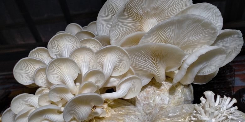 Mengenal Baglog Jamur Tiram dan Cara Membuatnya