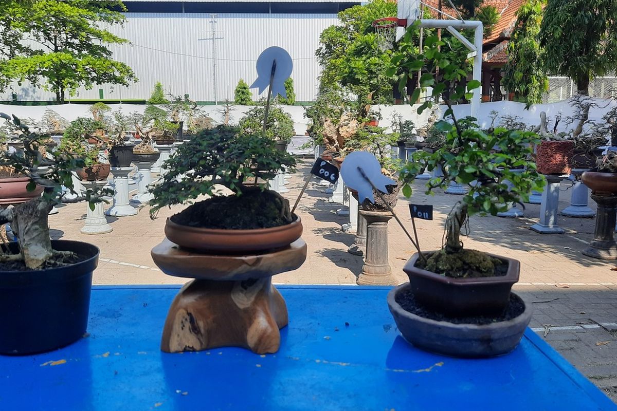 Ratusan Bonsai dari Berbagai Daerah Ikuti Kontes di Blora, Harganya ...