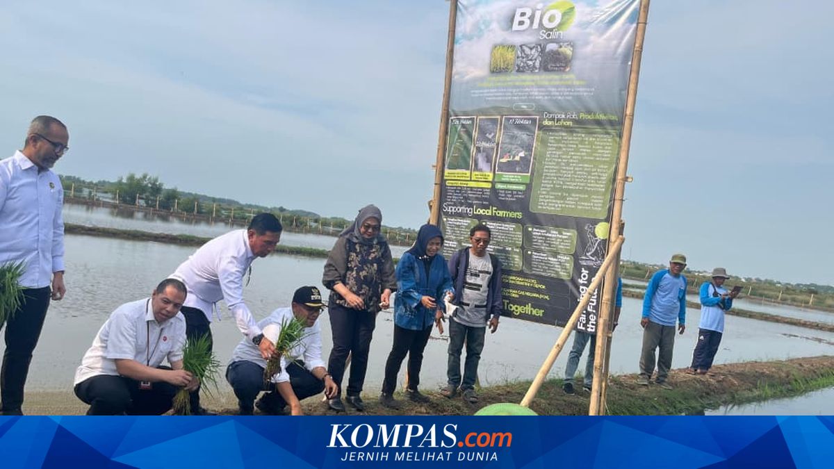 Lahan Pesisir Batang Diolah, Minapadi Salin Tambah Sumber Ekonomi