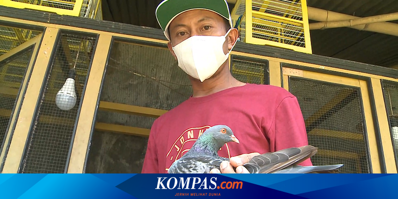 Mengenal Merpati Jaguar dan Rampok Seharga Rp 1,5 M dan Rp 2 M, Bikin ...