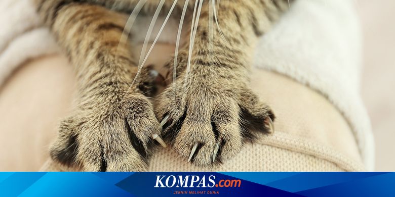Fakta Baru Kucing, Si Pus Ternyata Kenali Nama Pemberian Anda