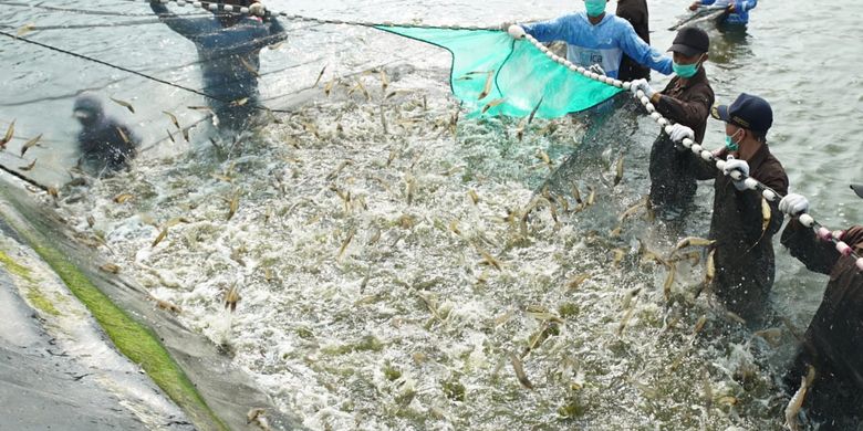 Perikanan: Pengertian dan Hasil Utamanya