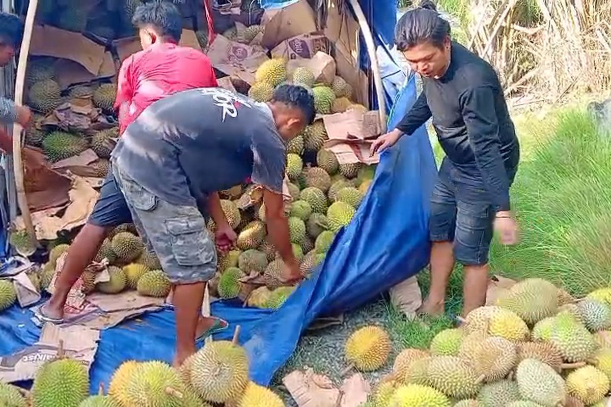 Mobil Pengangkut Durian Terbalik di Jalan Trans Sulawesi, Ratusan Buah ...