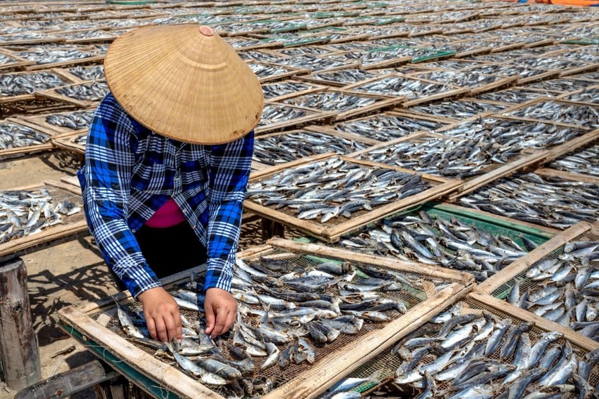 Pengolahan Ikan dan Daging Menjadi Bahan Pangan Setengah Jadi