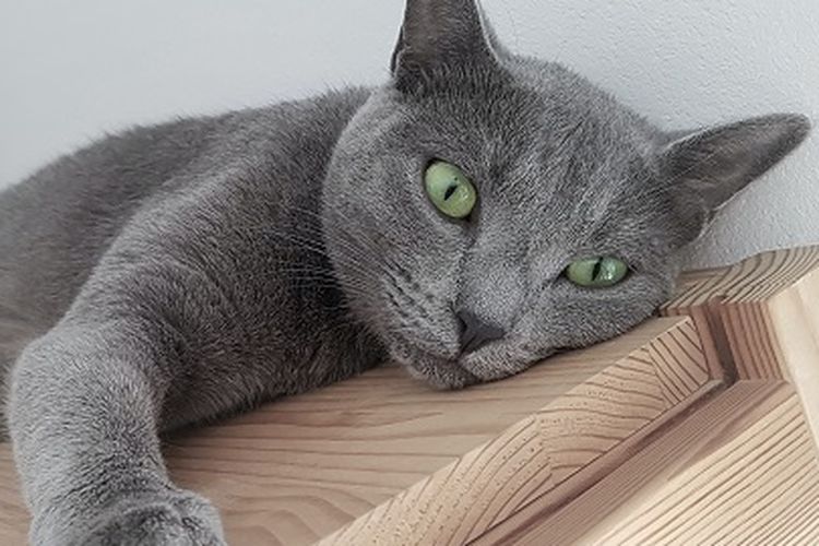 12 Fakta Menarik Kucing Korat, Dianggap Membawa Keberuntungan