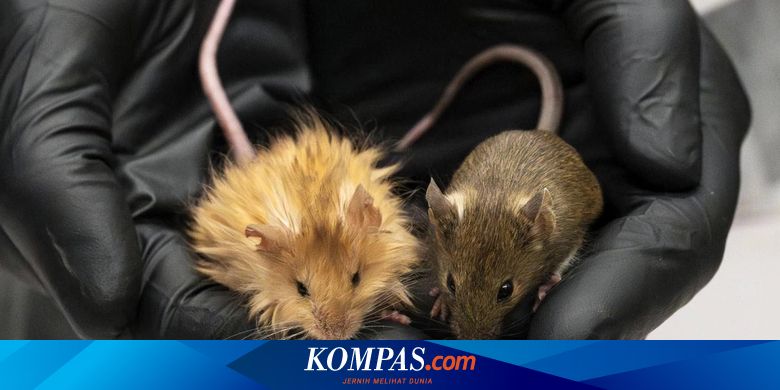 Peneliti Ciptakan Tikus Berbulu, Langkah Awal Menghidupkan Mamut Purba