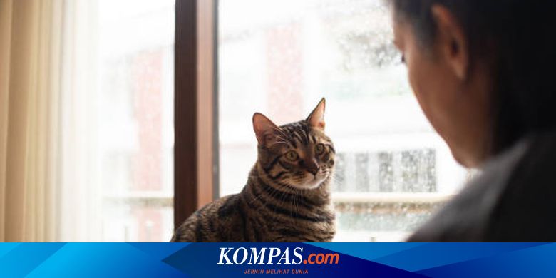 Ramai Diperbincangkan, Benarkah Kucing Bisa Memahami Ucapan Manusia?