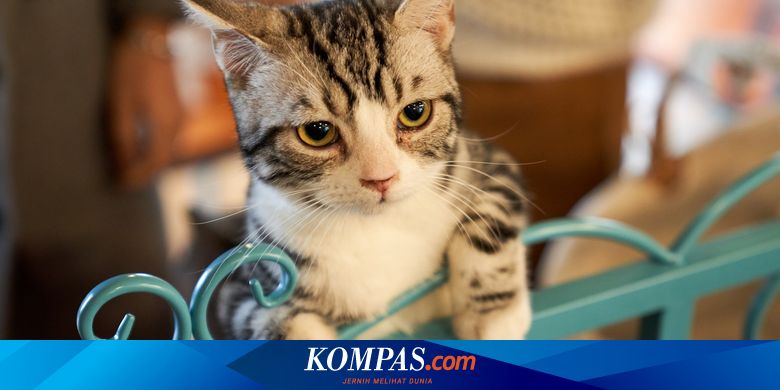 Penyebab Diare pada Kucing dan Cara Mencegahnya