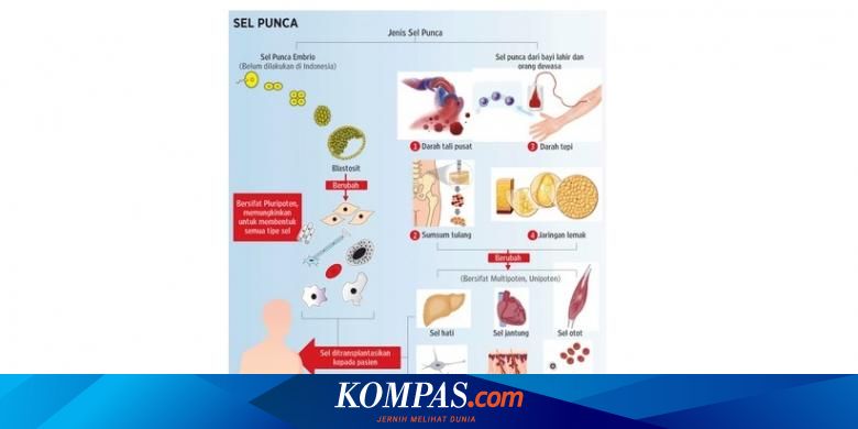 Sel Punca, Terapi yang Menjanjikan
