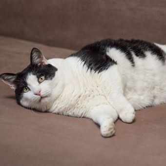 Ragam Penyebab Kucing Obesitas dan Cara Menurunkan Berat Badan