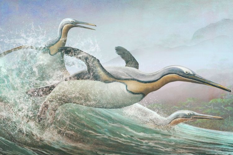 Penguin Raksasa dari Selandia Baru ini Punya Doppelganger, Seperti Apa?