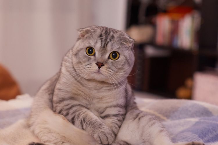 Ragam Alasan Kucing Duduk seperti Manusia