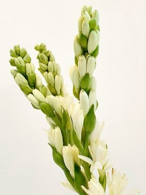 Cara Menanam Bunga Sedap Malam di Dalam Ruangan, Cantik dan Harum