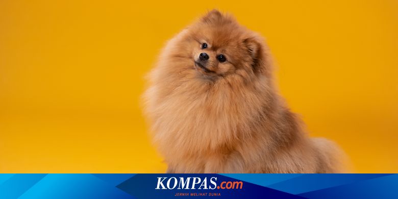 10 Ras Anjing "Teacup", Mungil dan Cocok Dipelihara
