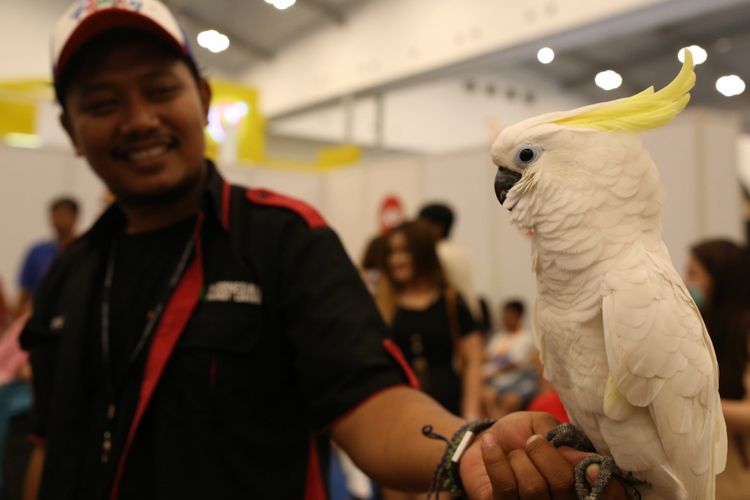 Memahami dan Merawat Hewan Peliharaan di Indo Pet Expo