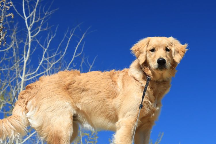 3 Jenis Anjing Golden Retriever Beserta Perbedaan dan Sejarahnya