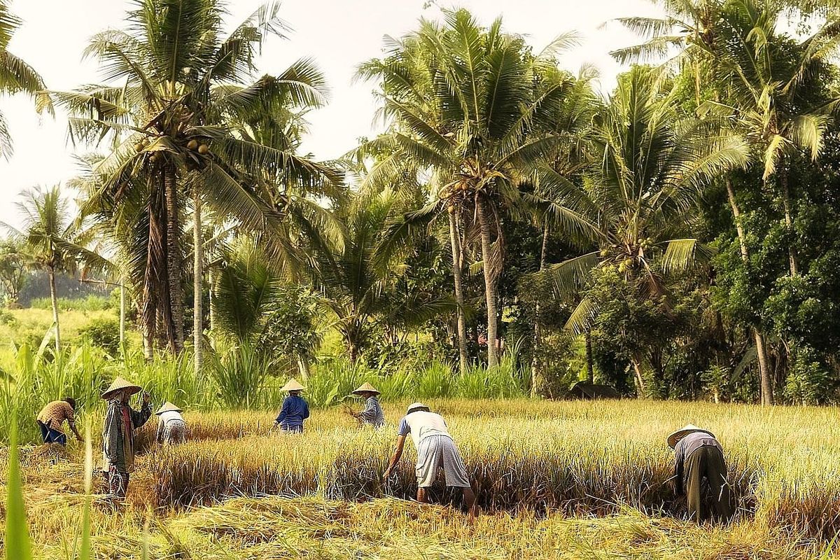 Dukung Ketahanan Pangan, HMSP Bantu Modernisasi Alat Panen Padi