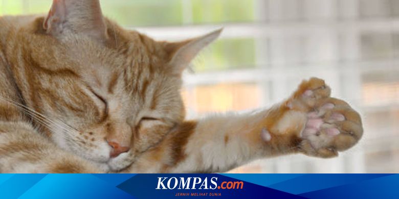 Mengenal Kucing Polidaktil, Sebuah Bentuk Mutasi Genetik yang Unik